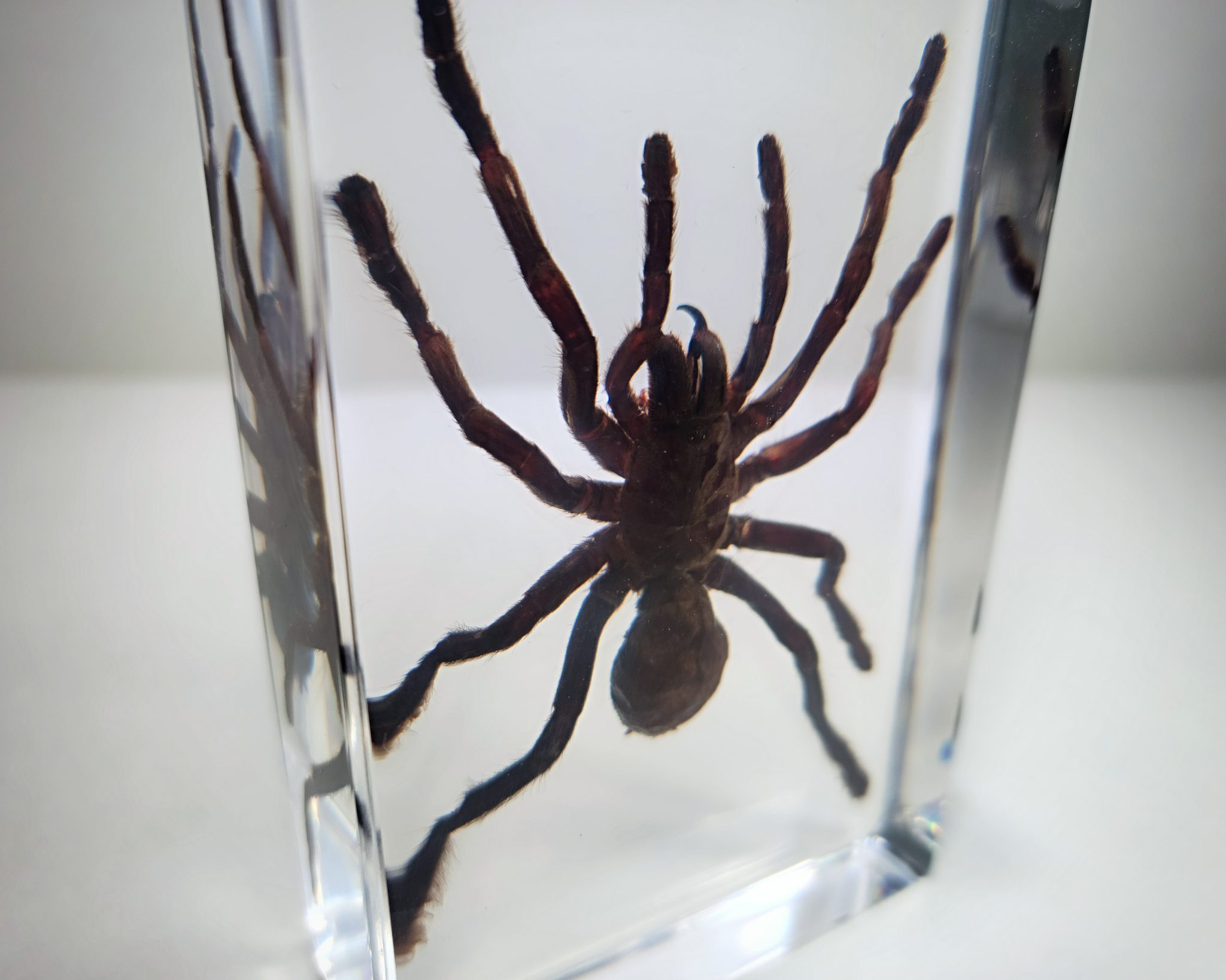 Chinese Bird Spider in Resin, Ornithoctonus huwena - Insects In Resin