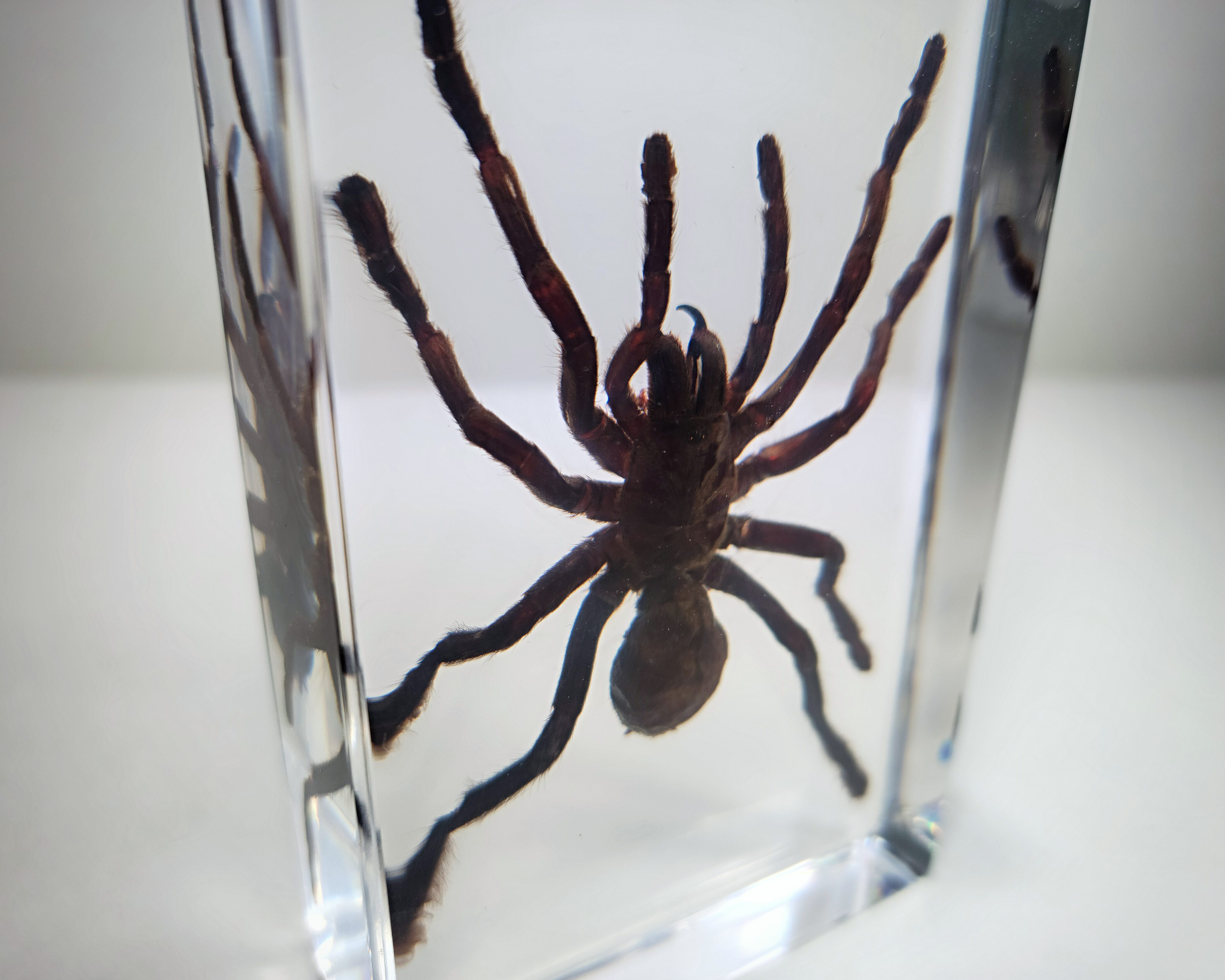 Chinese Bird Spider in Resin, Ornithoctonus huwena - Insects In Resin