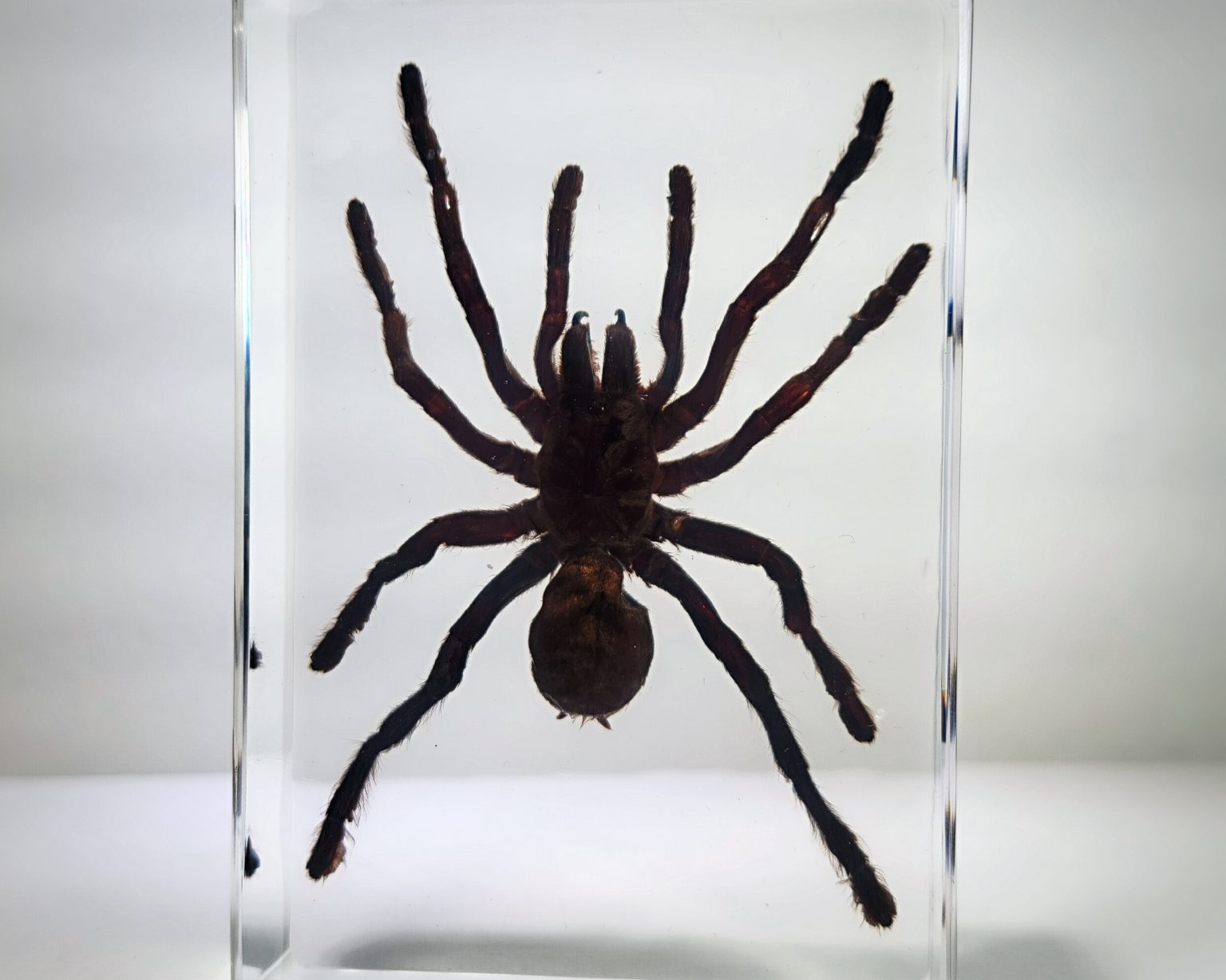 Chinese Bird Spider in Resin, Ornithoctonus huwena - Insects In Resin
