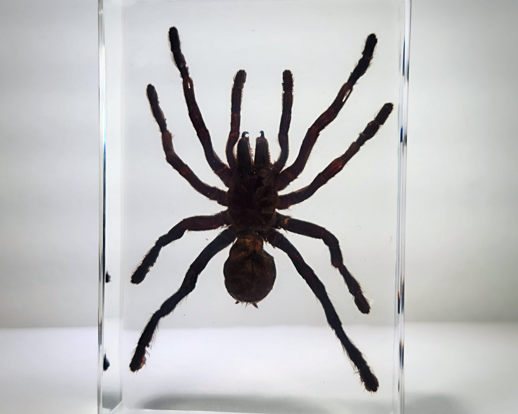 Chinese Bird Spider in Resin, Ornithoctonus huwena - Insects In Resin