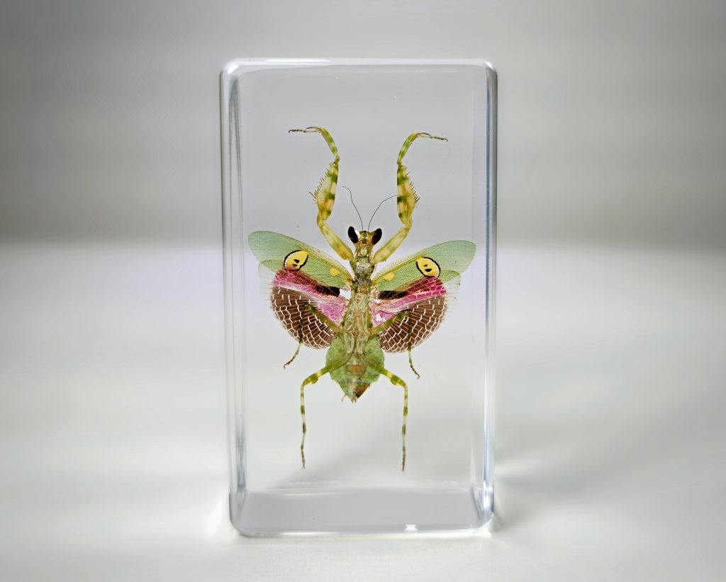 Bugs in Resin -Museum quality resin specimens
