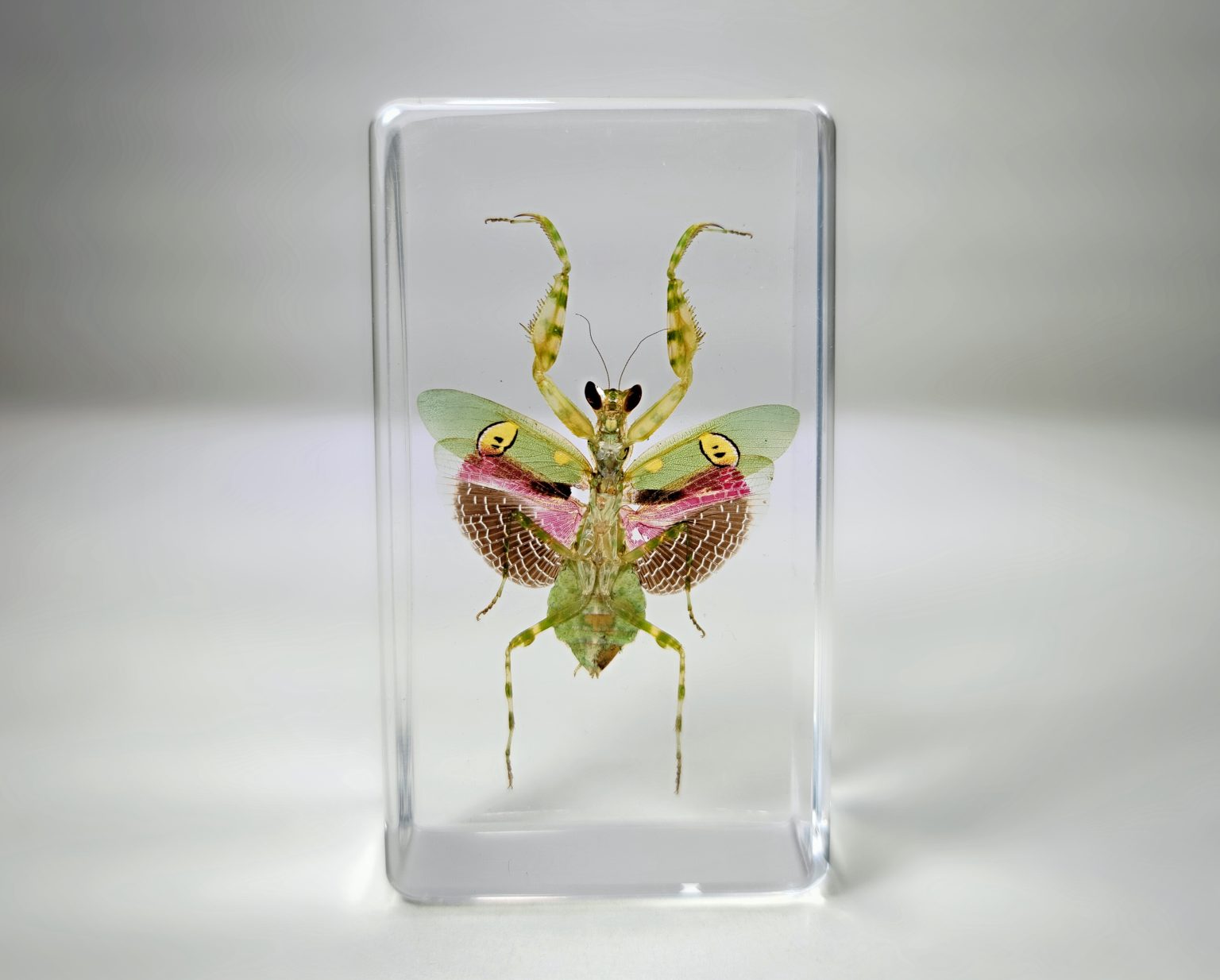 Bugs in Resin -Museum quality resin specimens
