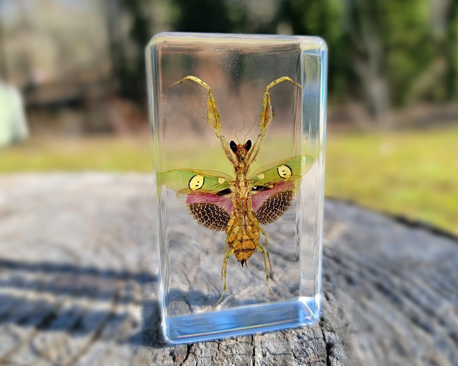 Jeweled Flower Mantis in Resin, Creobroter gemmatus - Insects In Resin