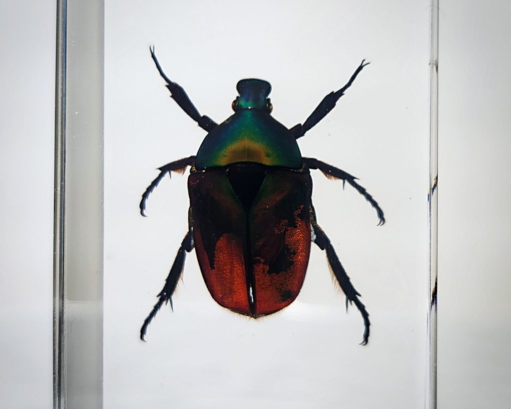 Japanese Beetle In Resin, Scarab, Torynorrhina fulvopilosa (Moser,1911 ...