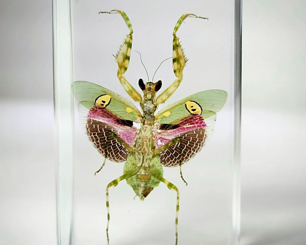 Jeweled Flower Mantis in Resin, Creobroter gemmatus - Insects In Resin