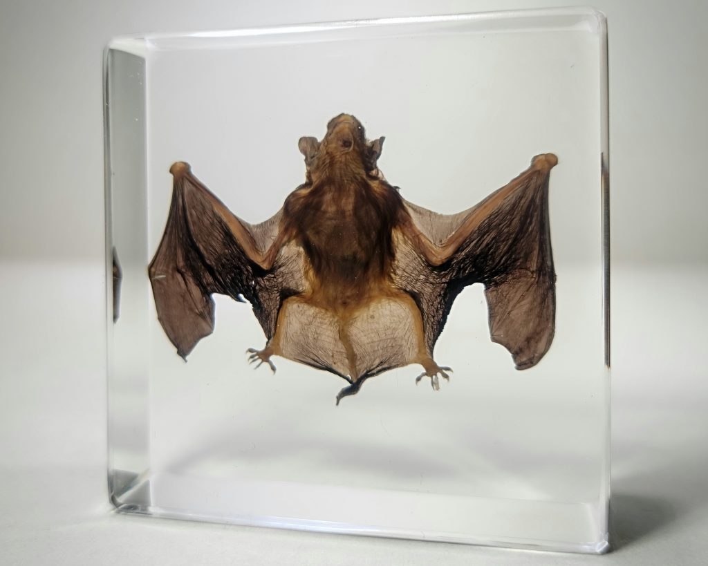 Bat in Resin, Pipistrelles Bat - Insects In Resin