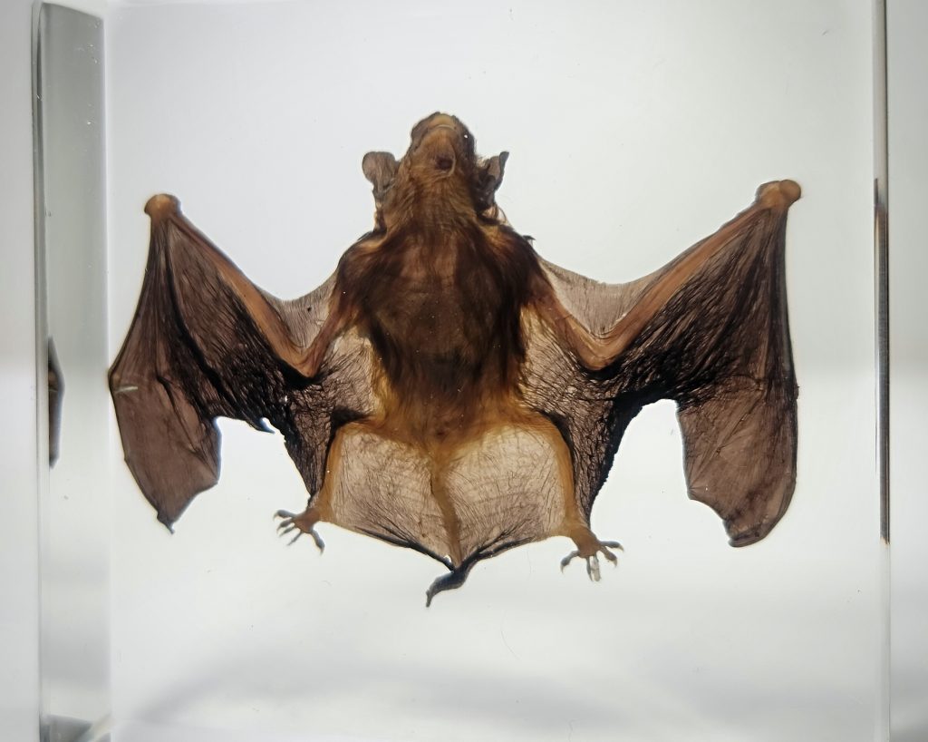 Wholesale Insects in Resin. Bugs in Resin Wholesale, Butterflies, Beetles