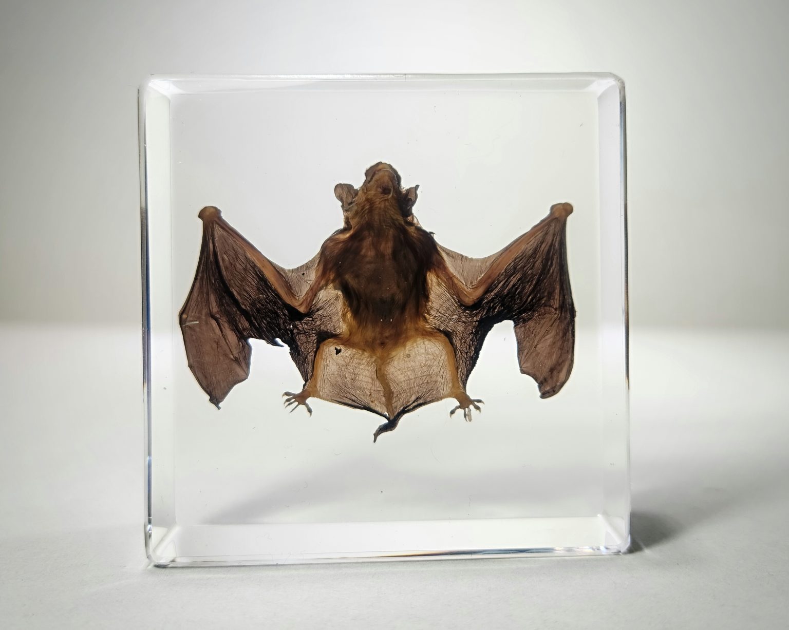 Bat in Resin, Pipistrelles Bat - Insects In Resin