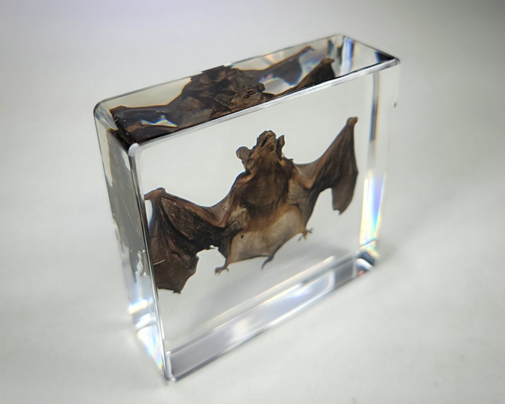 Bat in Resin, Pipistrelles Bat - Insects In Resin