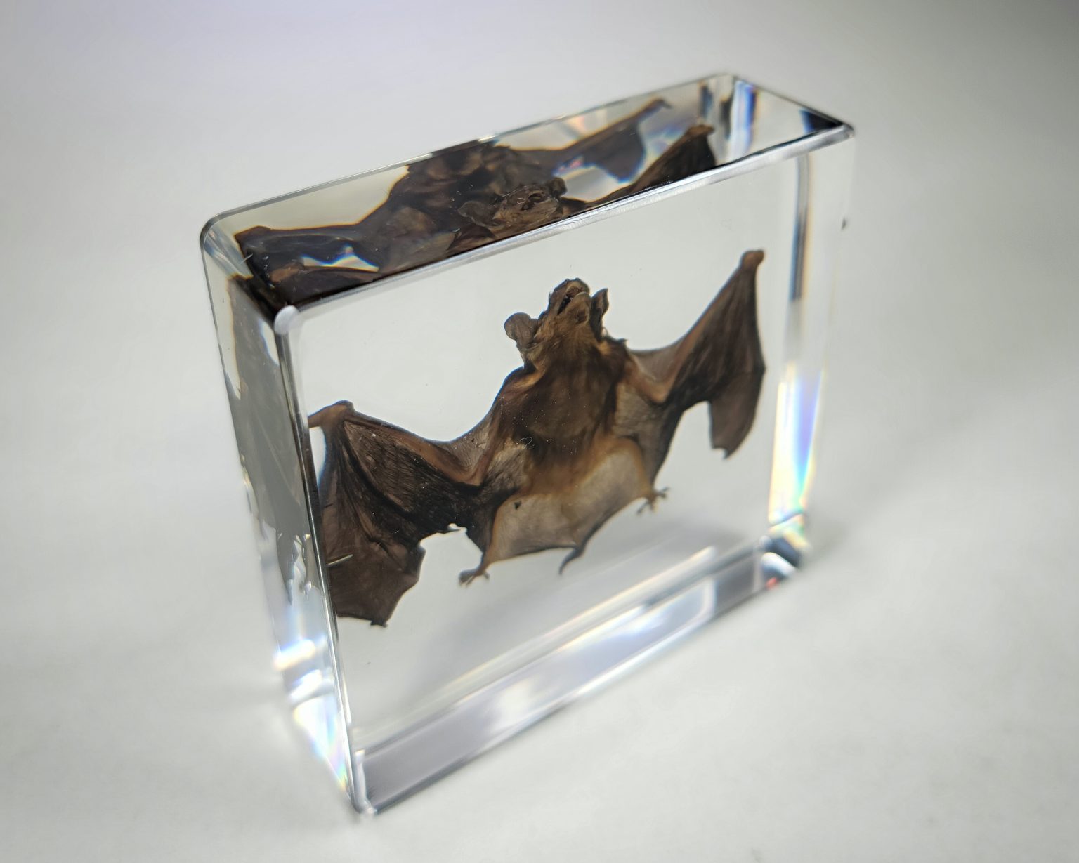 Bat in Resin, Pipistrelles Bat - Insects In Resin