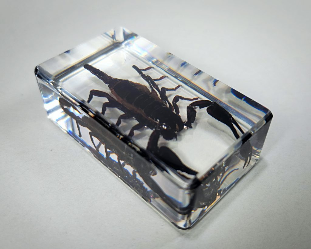 Forest Scorpion in Resin, Heterometrus spinifer - Insects In Resin