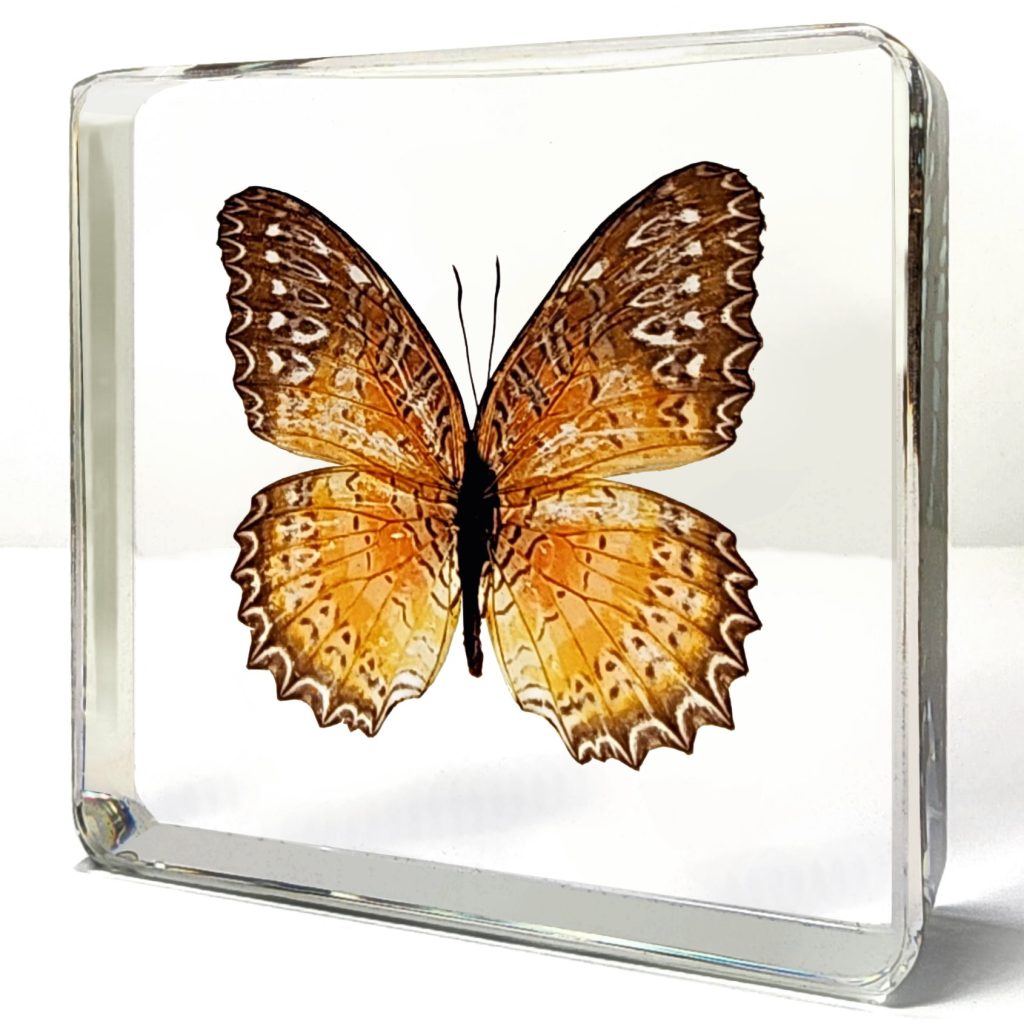 Insects In Resin - Real Butterflies in resin also available wholesale