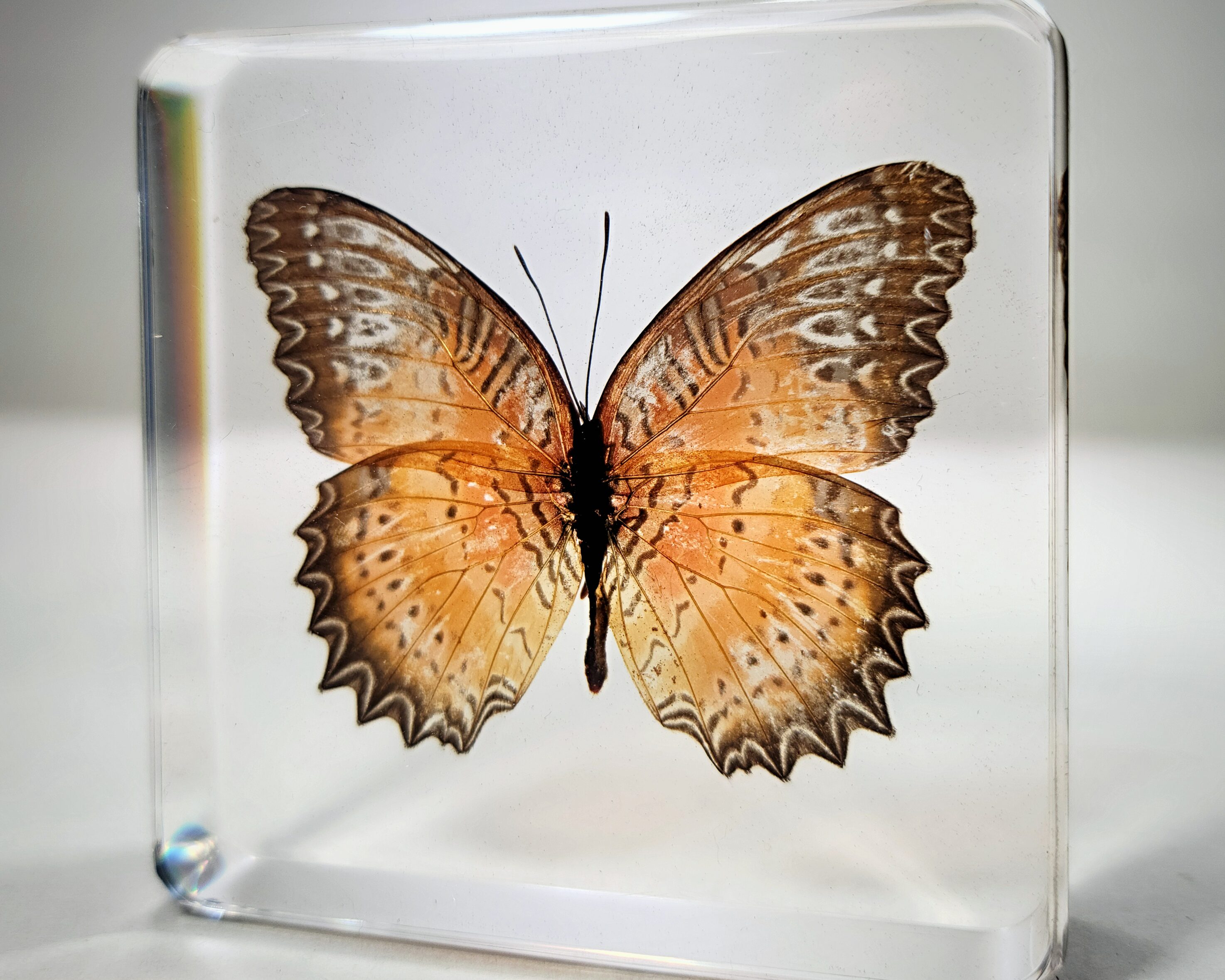 Insects In Resin - Real Butterflies also available wholesale