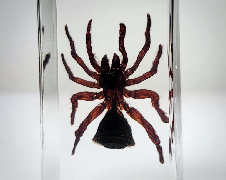 Hourglass Spider in Resin, Cyclocosmia ricketti - Insects In Resin