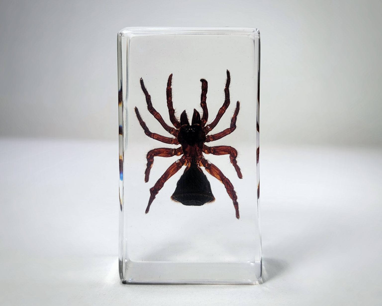 Hourglass Spider in Resin, Cyclocosmia ricketti - Insects In Resin