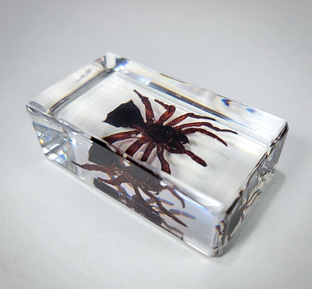 Hourglass Spider in Resin, Cyclocosmia ricketti - Insects In Resin