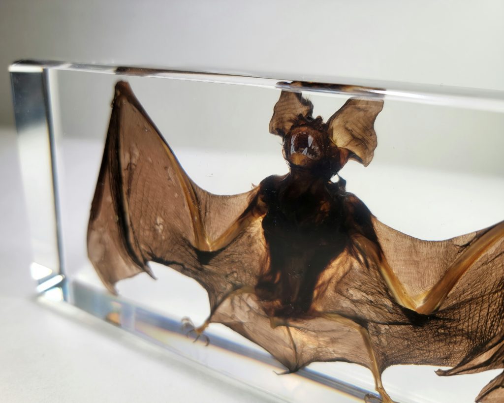 Large Bat in Resin, Pipistrellus pipistrellus - Insects In Resin