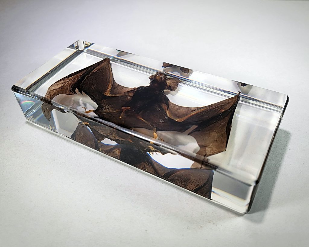 Large Bat in Resin, Pipistrellus pipistrellus - Insects In Resin