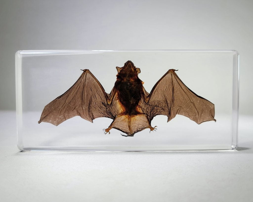 Bat in Resin Wings Open, Pipistrellus - Insects In Resin