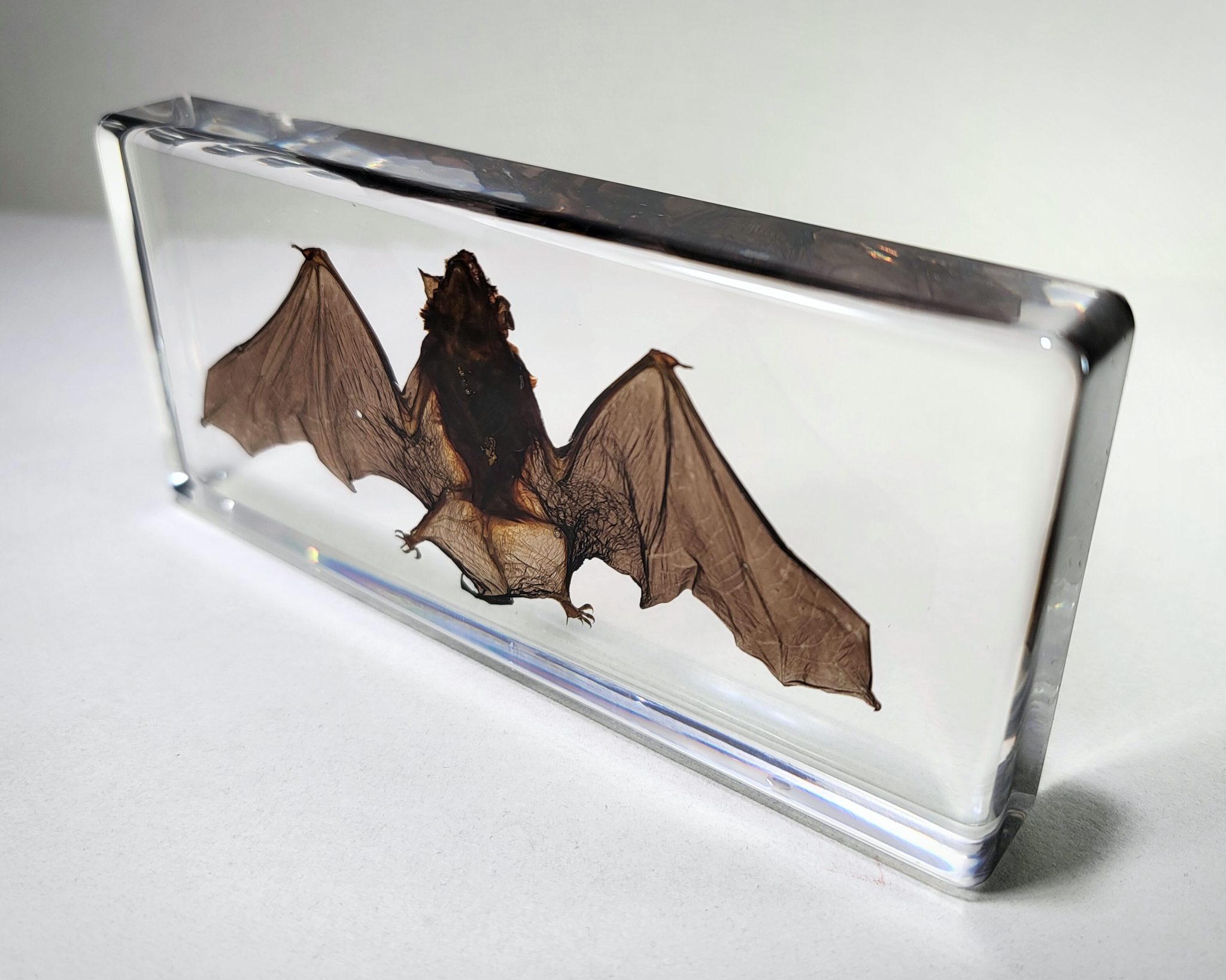 Bat in Resin Wings Open, Pipistrellus - Insects In Resin