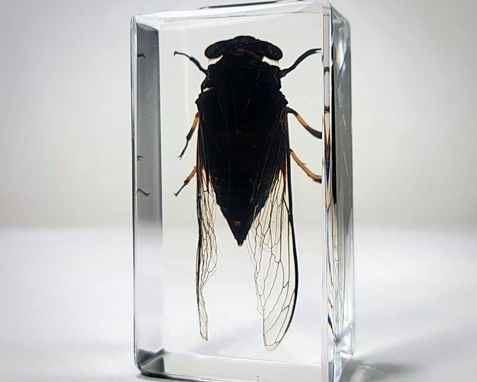 Cicada in Resin, Cryptotympana atrata - Insects In Resin