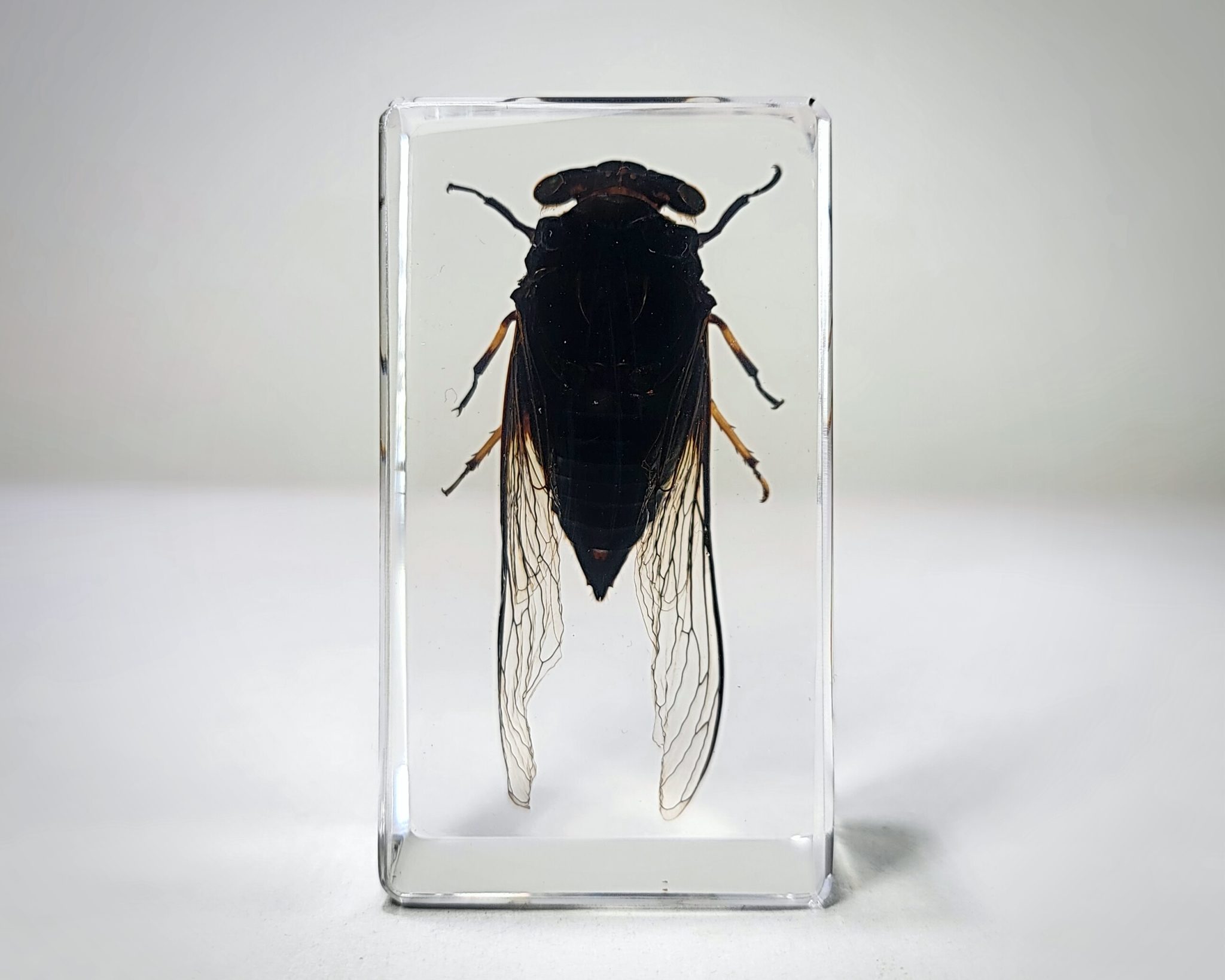 Cicada in Resin, Cryptotympana atrata - Insects In Resin