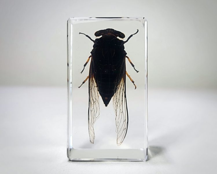 Cicada in Resin, Cicadoidea - Insects In Resin