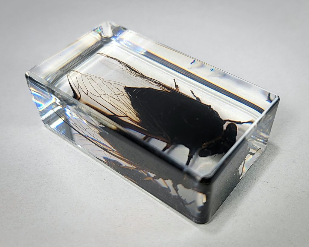 Cicada in Resin, Cryptotympana atrata - Insects In Resin