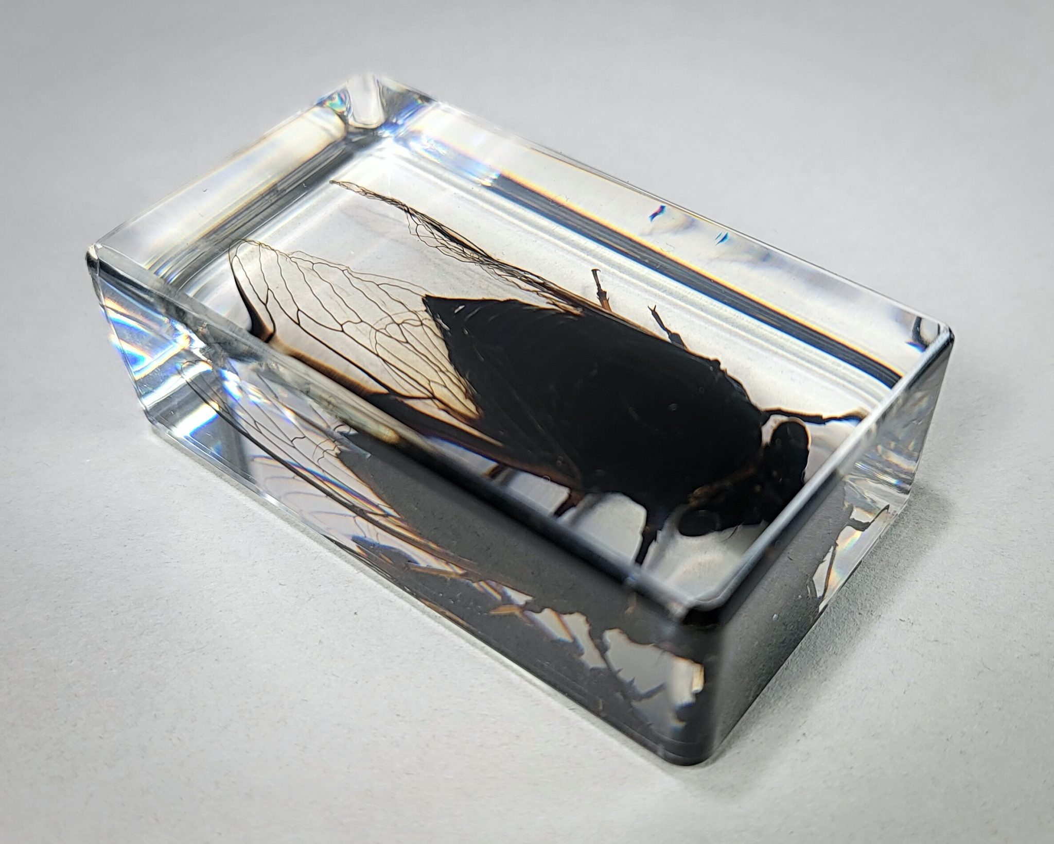 Cicada in Resin, Cryptotympana atrata - Insects In Resin