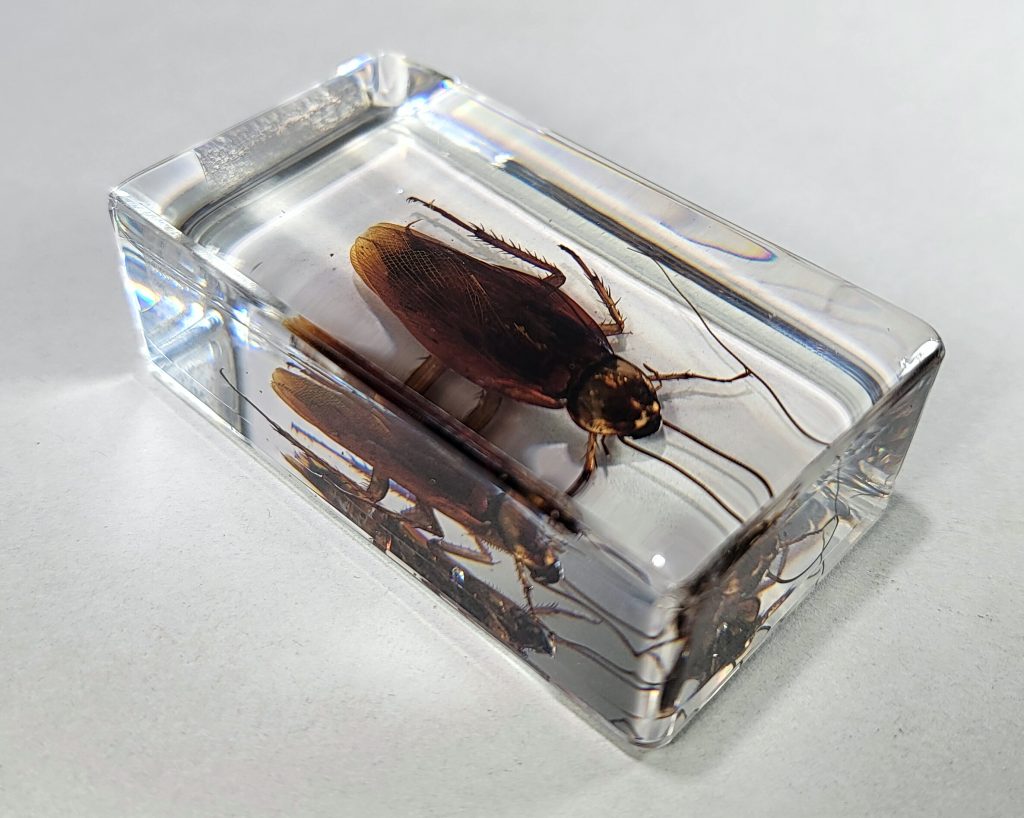 American Cockroach in Resin, Periplaneta americana - Insects In Resin