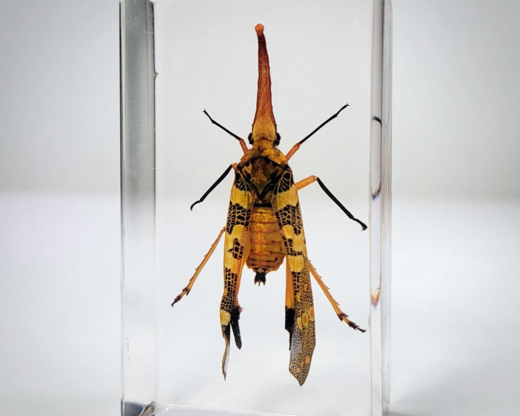 Red-Nosed Lanternfly in Resin, Pyrops karenius - Insects In Resin