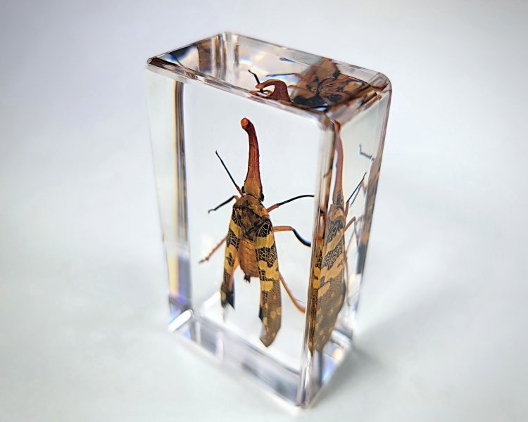 Red-Nosed Lanternfly in Resin, Pyrops karenius - Insects In Resin