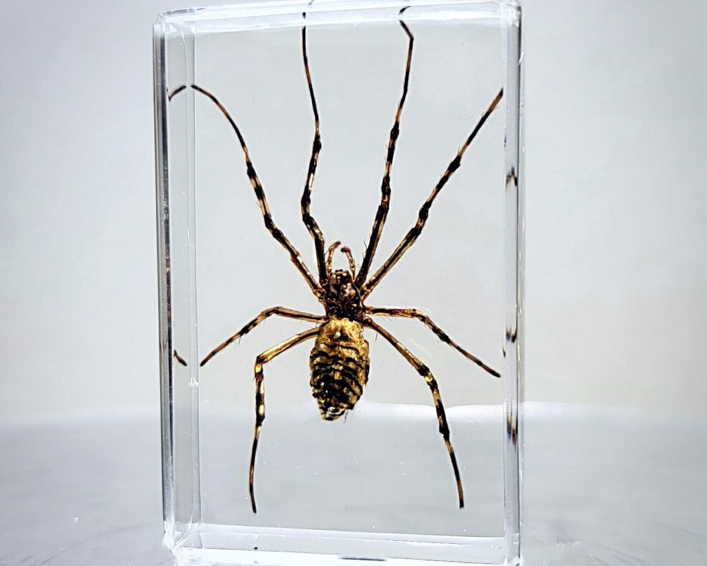 Wasp Spider in Resin, Argiope bruennichi - Insects In Resin
