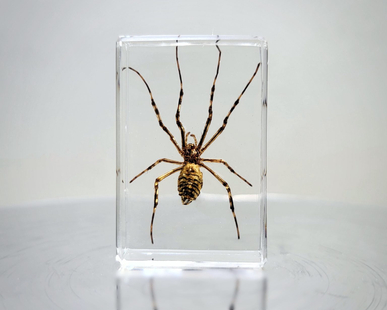 Wasp Spider in Resin, Argiope bruennichi - Insects In Resin