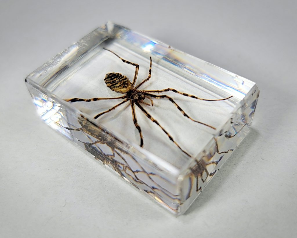 Wasp Spider in Resin, Argiope bruennichi - Insects In Resin