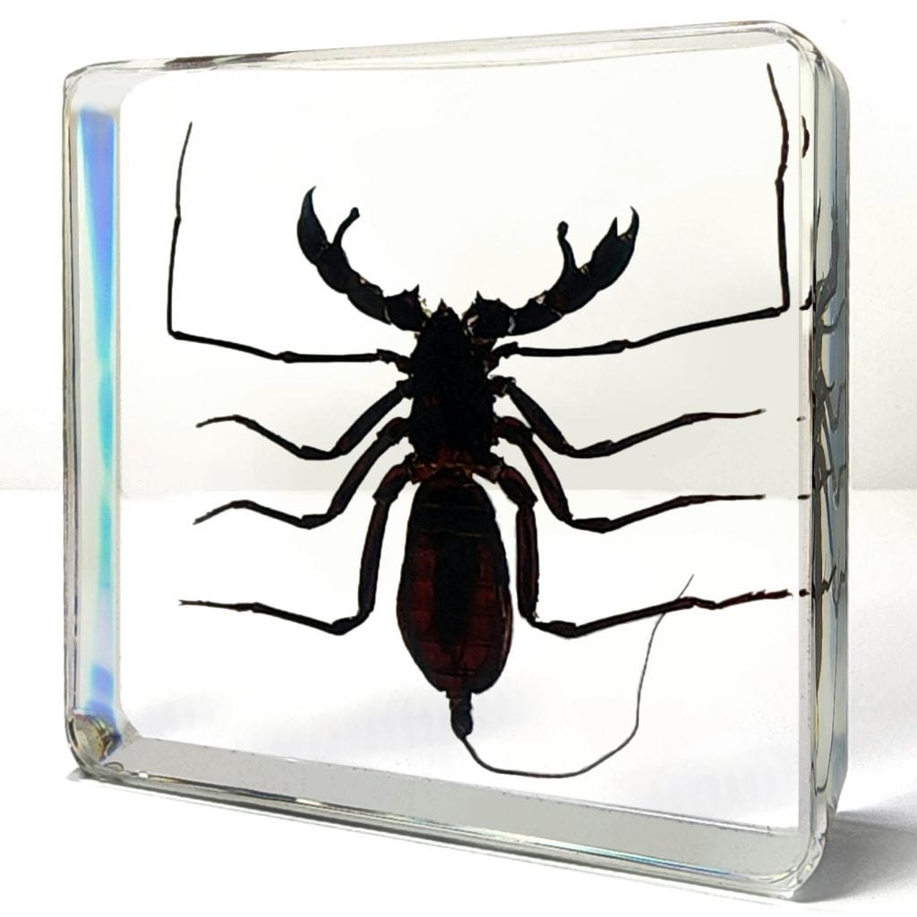 Whip Scorpion in Resin, Typopeltis - Insects In Resin