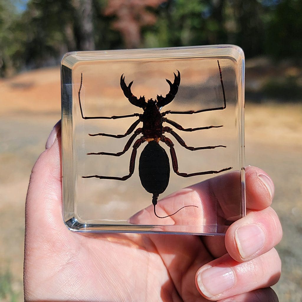 Whip Scorpion in Resin, Typopeltis - Insects In Resin