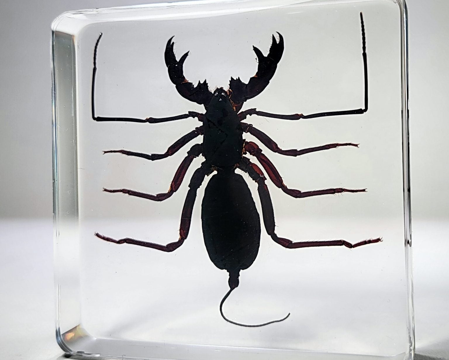 Whip Scorpion in Resin, Typopeltis - Insects In Resin