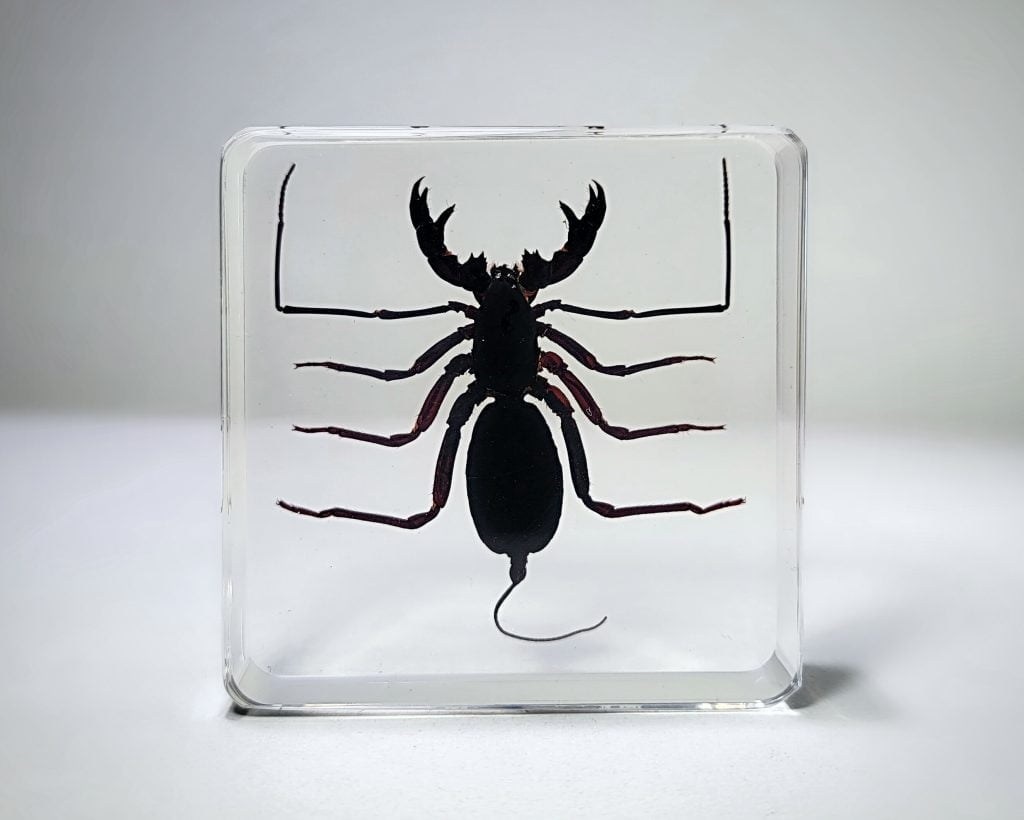 Whip Scorpion in Resin, Typopeltis - Insects In Resin