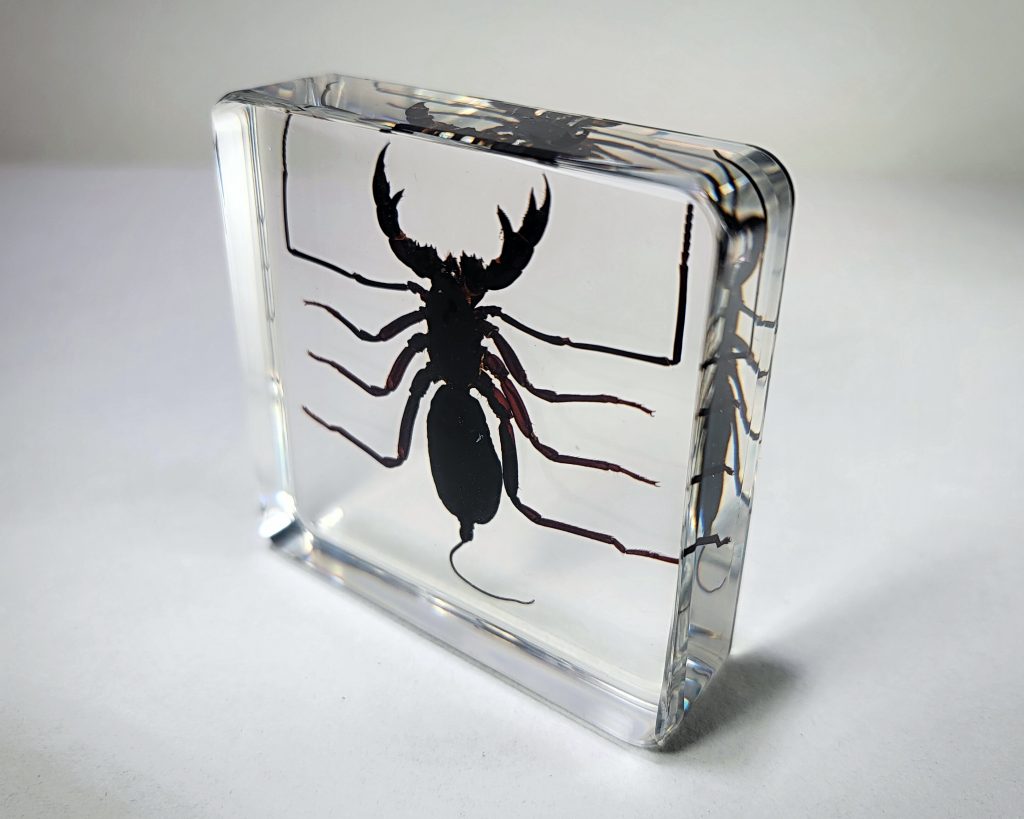 Whip Scorpion in Resin, Typopeltis - Insects In Resin