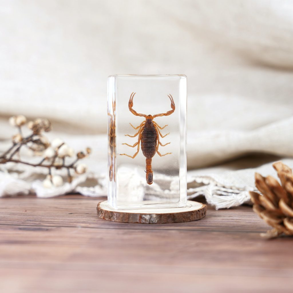 Chinese Golden Scorpion in Resin, Mesobuthus martensii - Insects In Resin