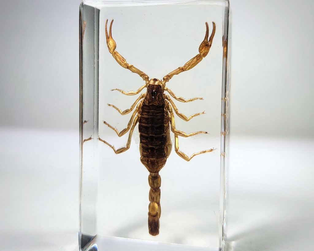 Specimens in Resin, Bats, Spiders and Scorpions. Wholesale available.