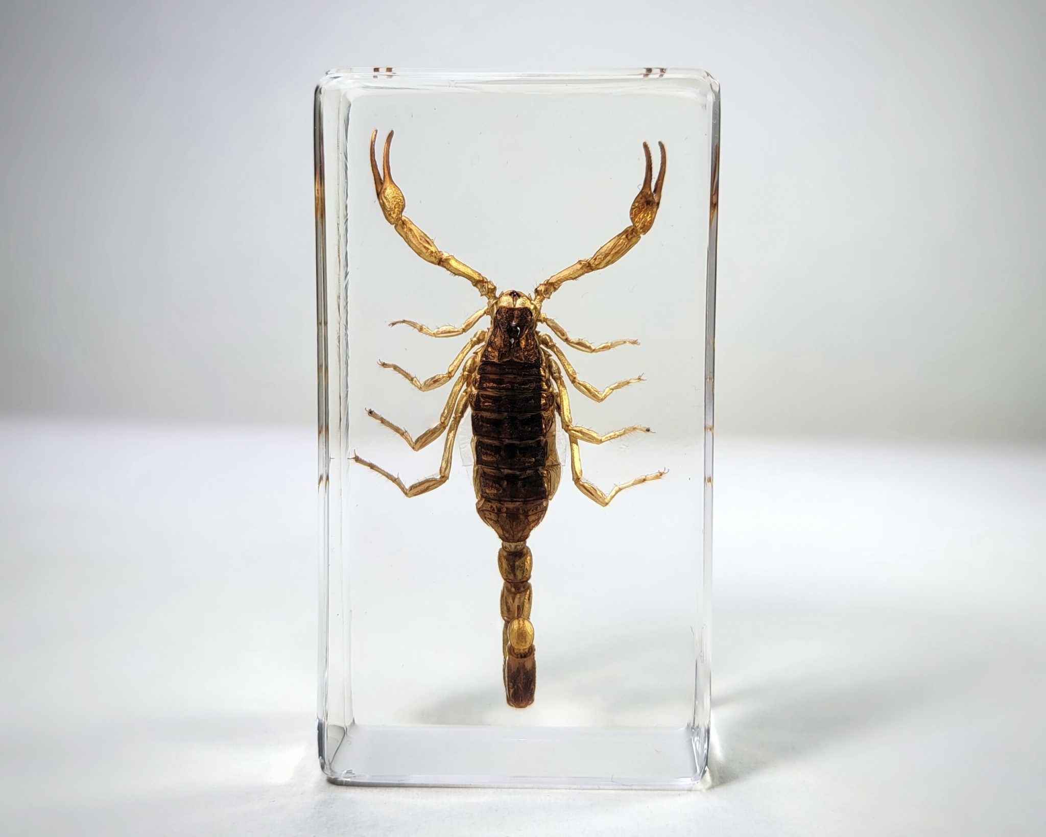 Chinese Golden Scorpion in Resin, Mesobuthus martensii - Insects In Resin