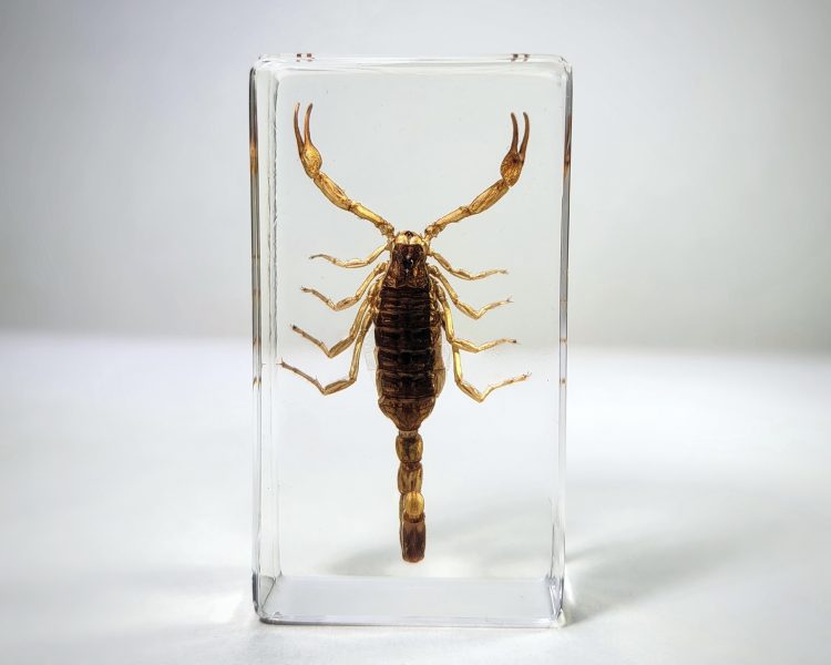 Chinese Golden Scorpion in Resin, Mesobuthus martensii - Insects In Resin