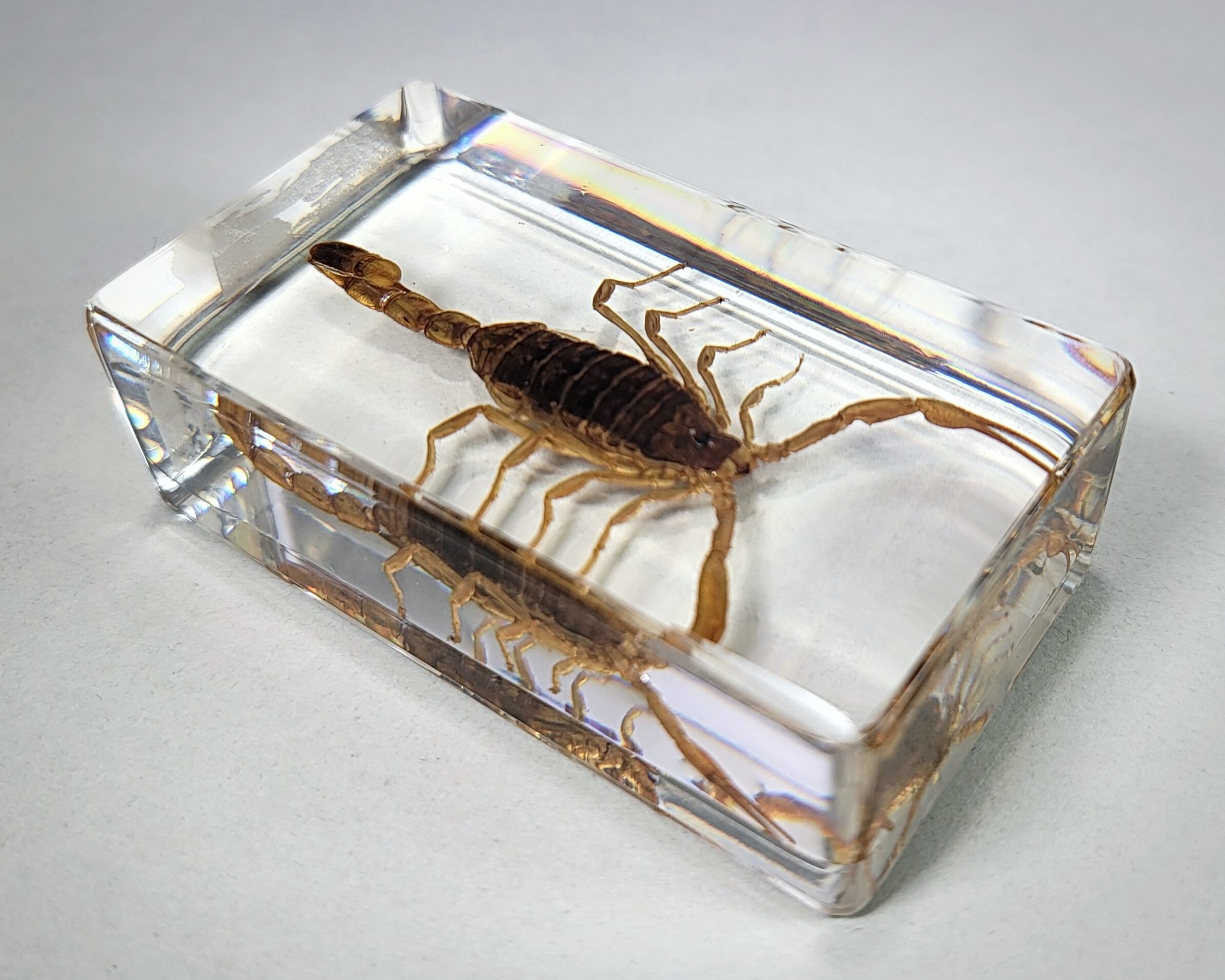 Chinese Golden Scorpion in Resin, Mesobuthus martensii - Insects In Resin