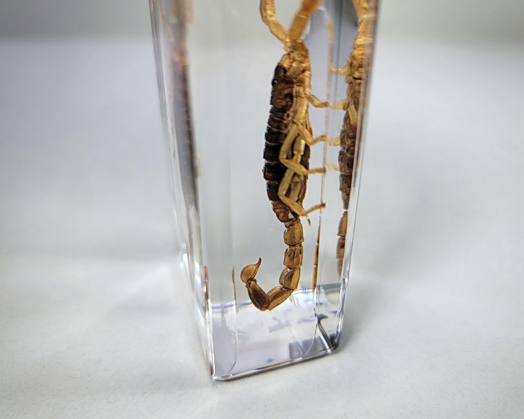 Chinese Golden Scorpion in Resin, Mesobuthus martensii - Insects In Resin