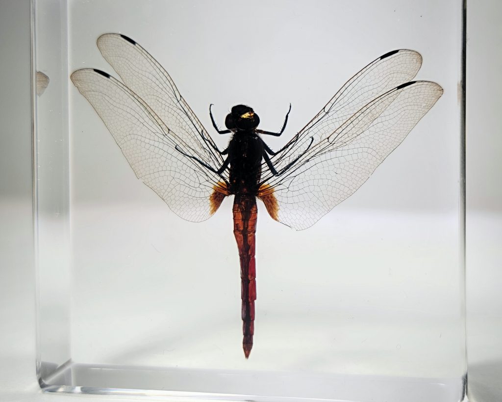 Shop - Insects In Resin