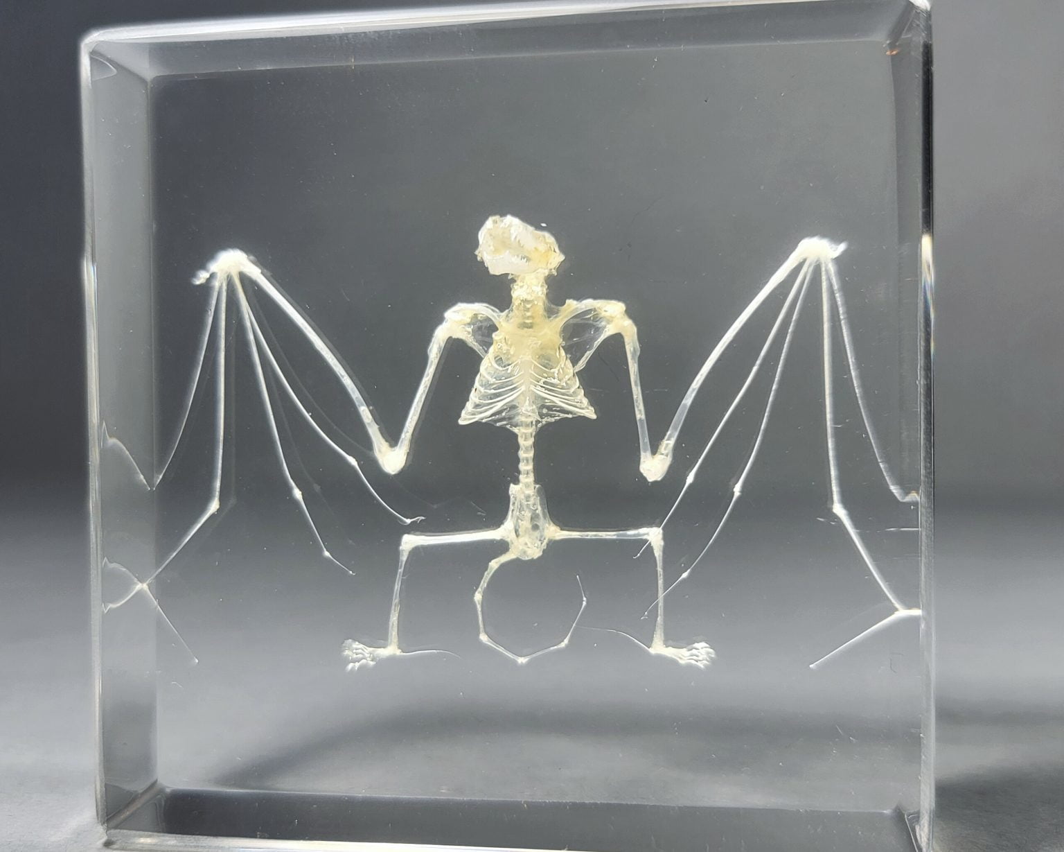 Bat Skeleton in Resin, Small Pipistrelles Bat - Insects In Resin