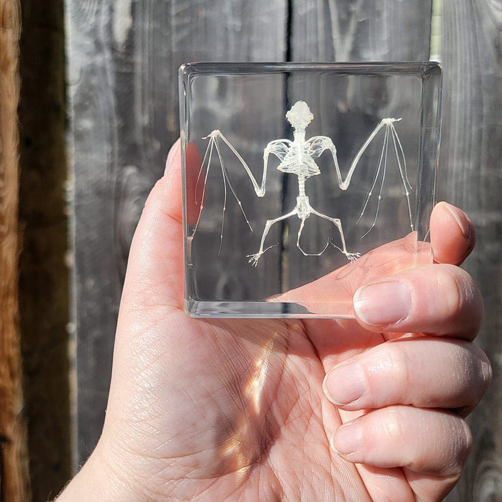 Skeletons in Resin - Wholesasle Insects In Resin Available