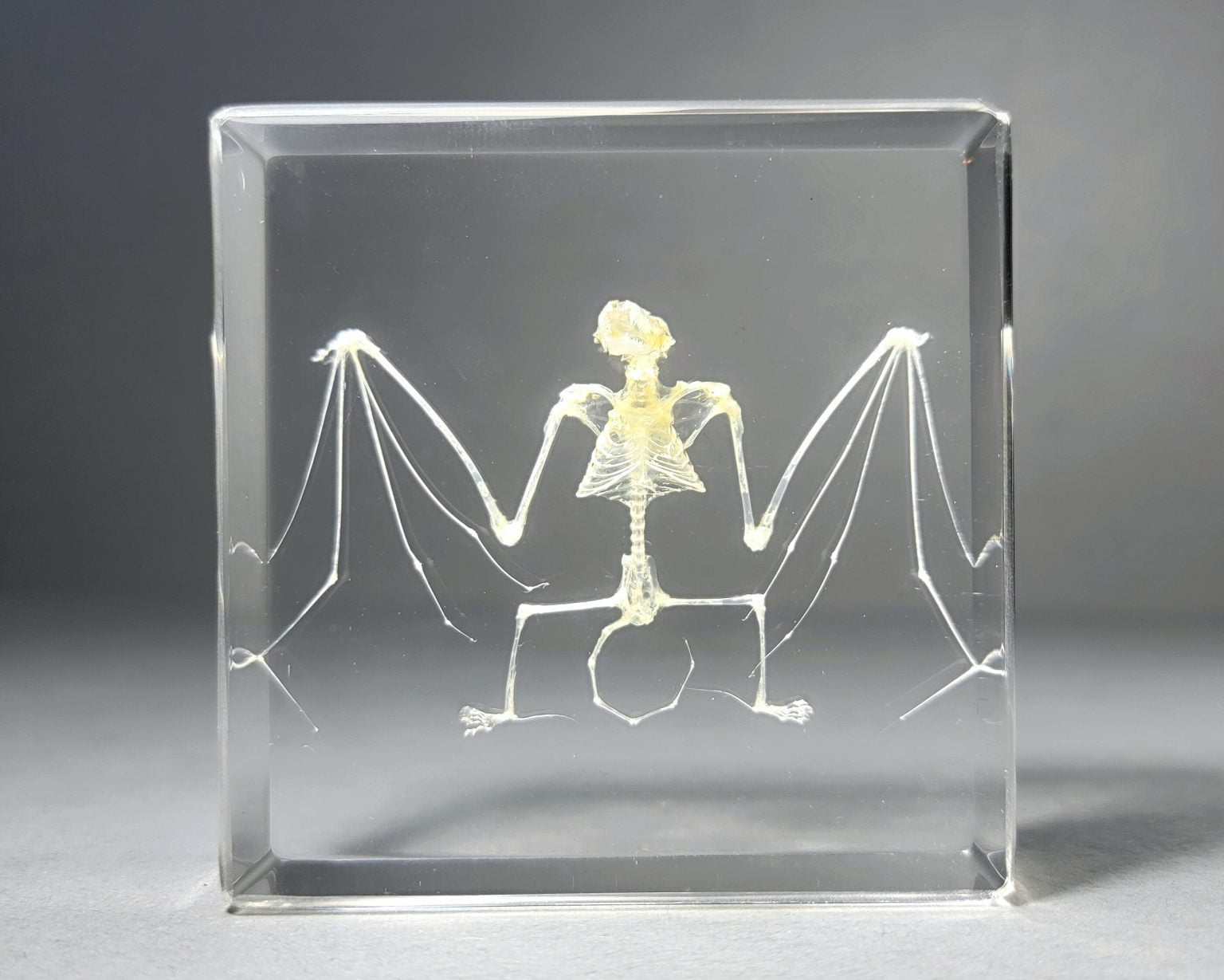 Bat Skeleton in Resin, Small Pipistrelles Bat - Insects In Resin